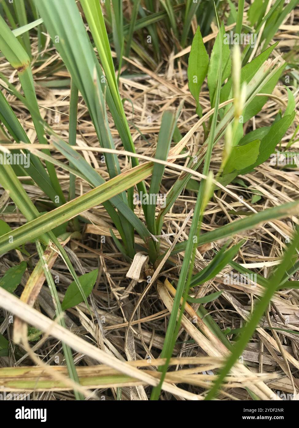 true sedges (Carex Stock Photo - Alamy
