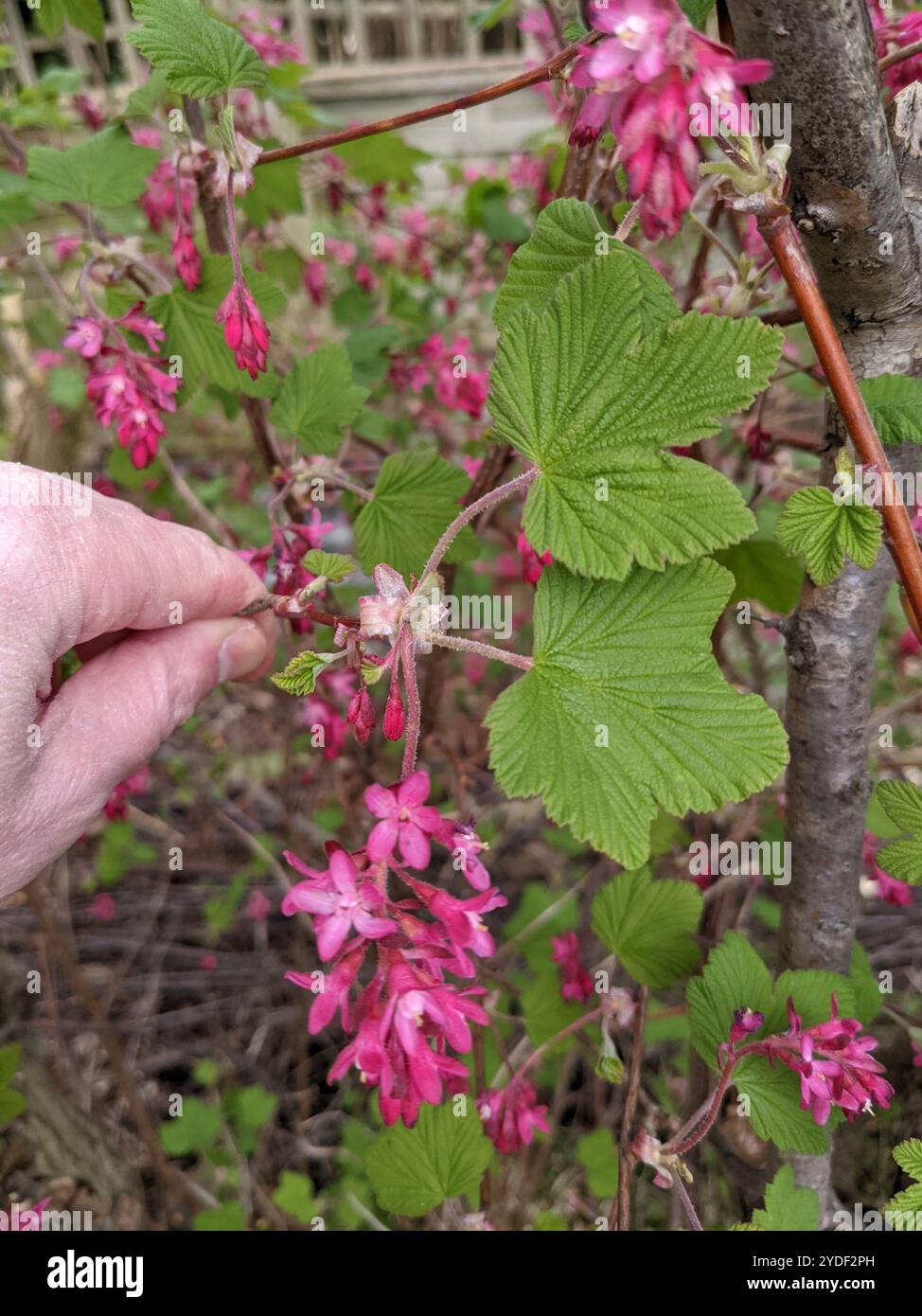 Red-flowering Currant (Ribes sanguineum Stock Photo - Alamy
