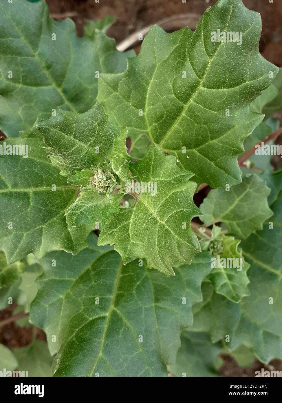 Large-seed Goosefoot (Chenopodium macrospermum Stock Photo - Alamy