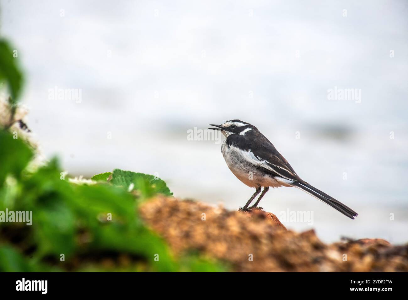 AFRICAN PIED WAGTAIL -Motacilla aguimp at Serenada Eco Resort - Uganda ...