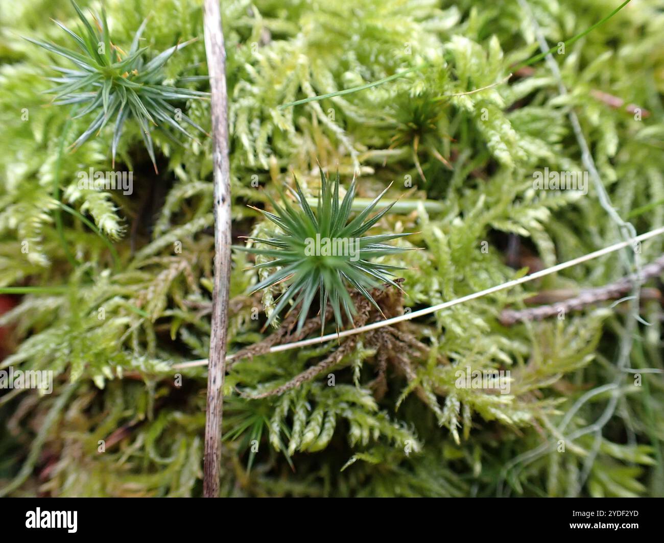 juniper haircap moss (Polytrichum juniperinum Stock Photo - Alamy