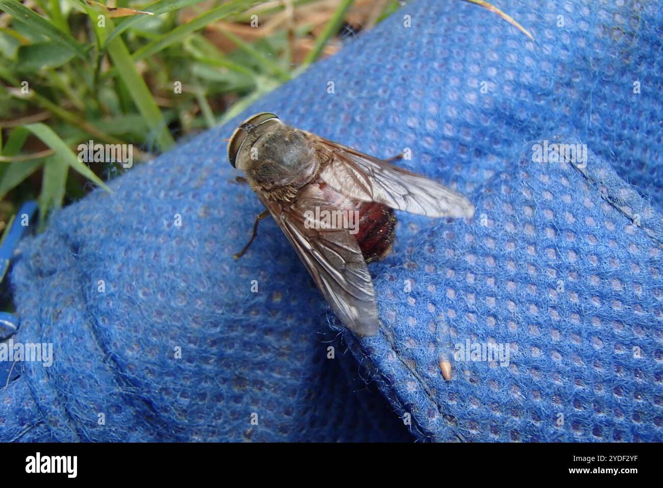 Horse and Deer Flies (Tabanidae Stock Photo - Alamy