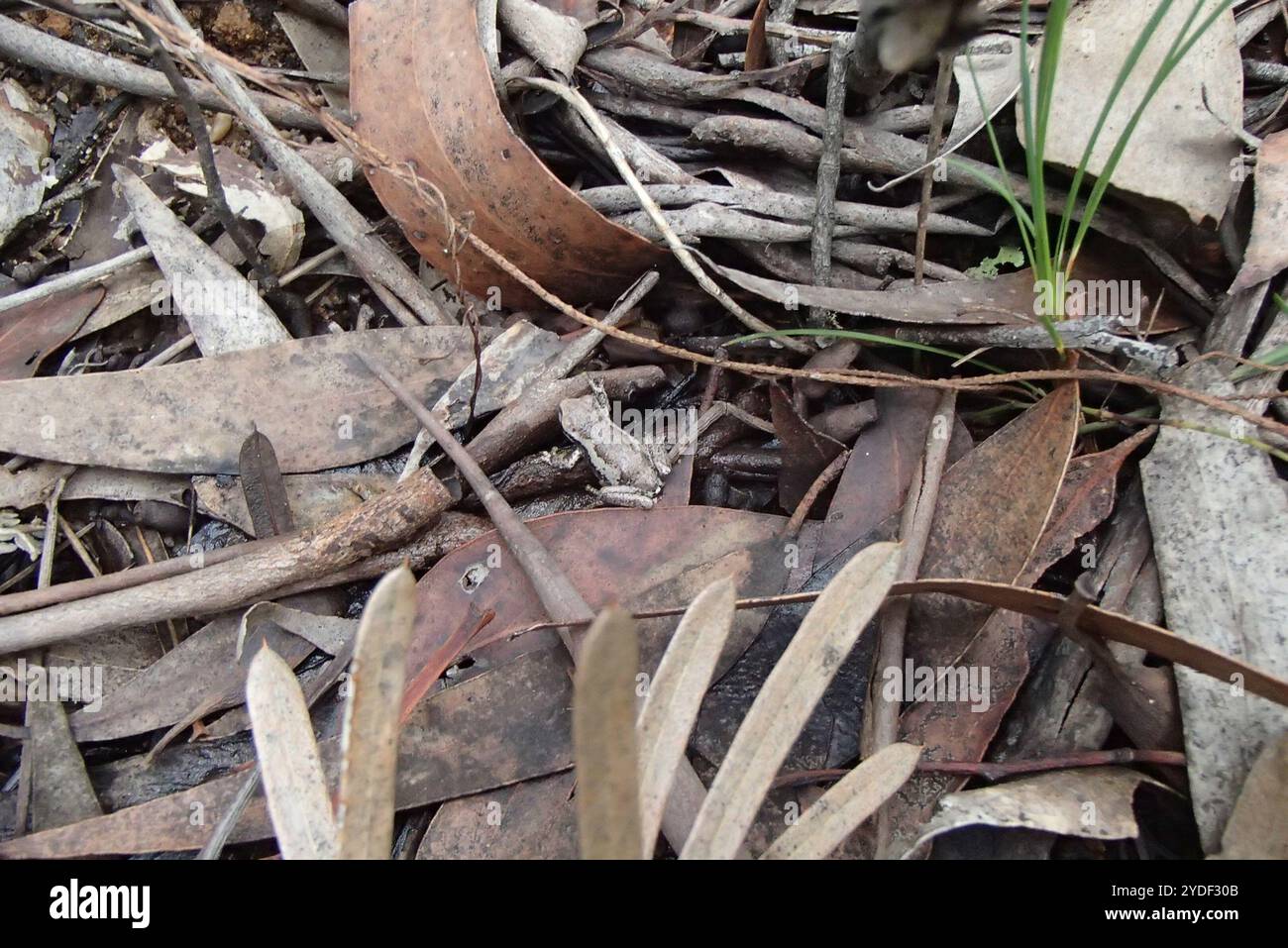 screaming tree frog (Litoria quiritatus Stock Photo - Alamy