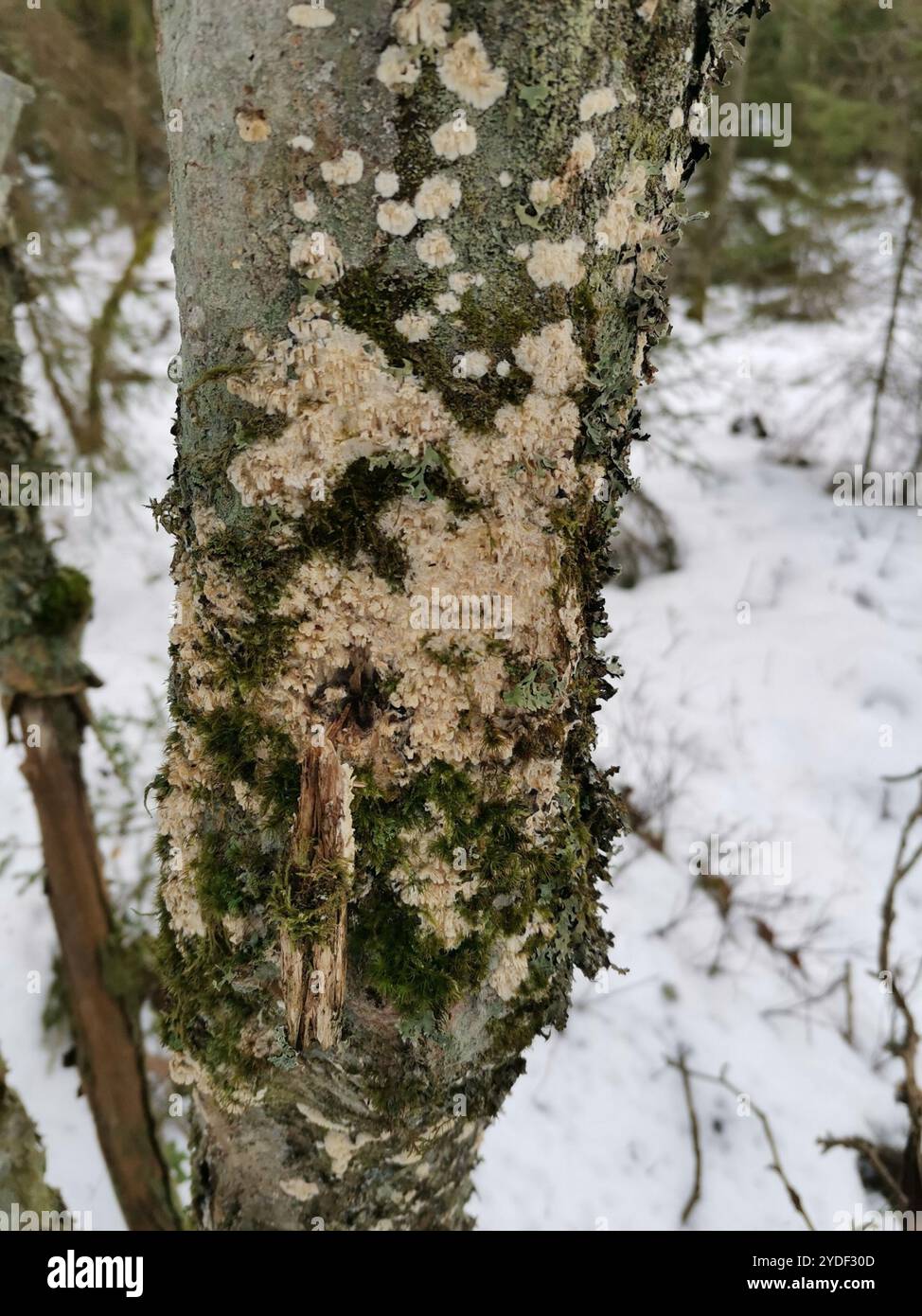 Milk-white Toothed Polypore (Irpex lacteus Stock Photo - Alamy