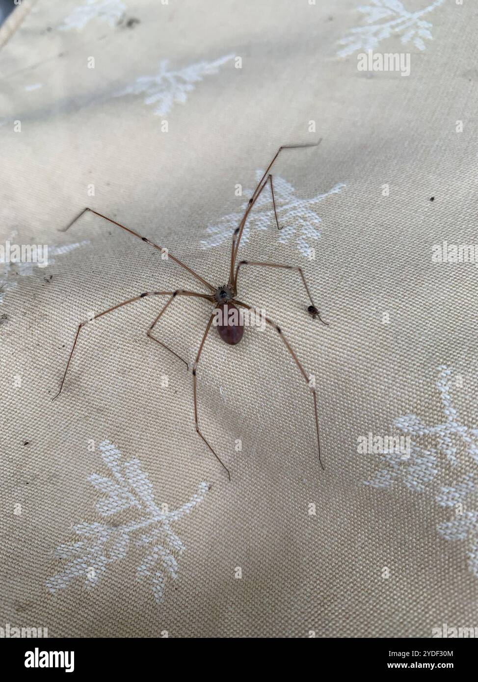 Long-bodied Cellar Spider (Pholcus phalangioides Stock Photo - Alamy