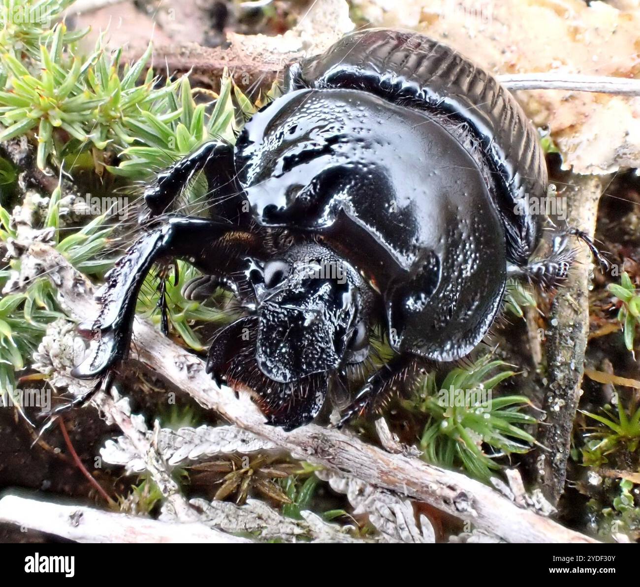 Minotaur Beetle (Typhaeus typhoeus Stock Photo - Alamy