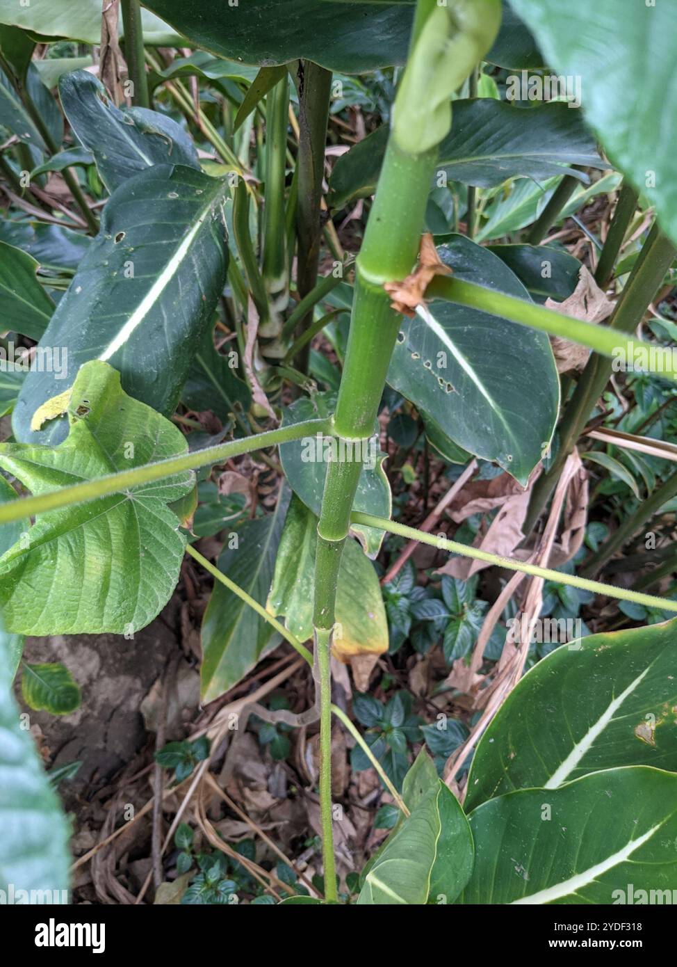 trumpet tree (Cecropia peltata Stock Photo - Alamy