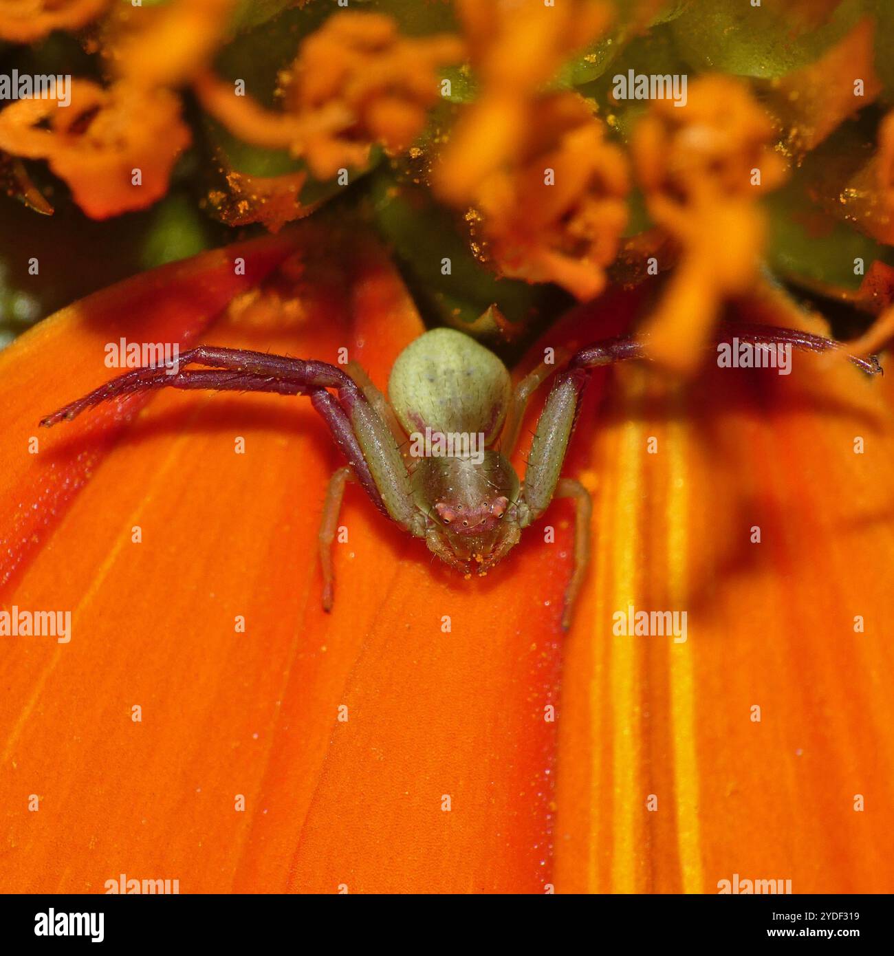 Rosy-banded crab spider (Misumenops rubrodecoratus Stock Photo - Alamy