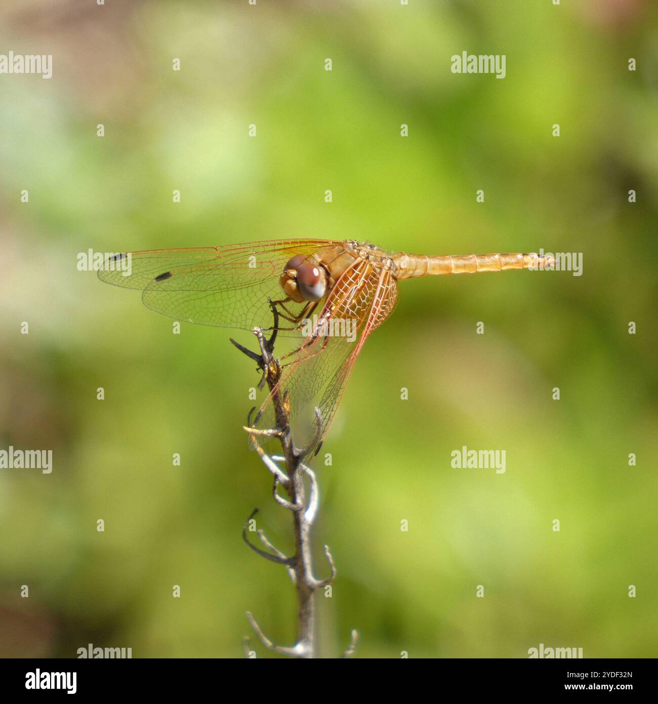Orange-winged Dropwing (Trithemis kirbyi Stock Photo - Alamy