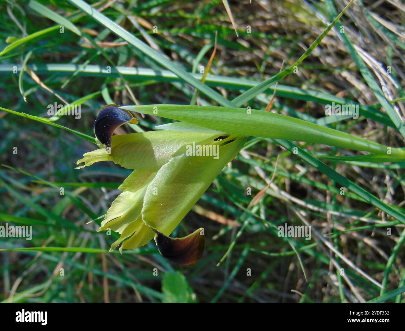 Snakes head iris iris tuberosa hi-res stock photography and images - Alamy