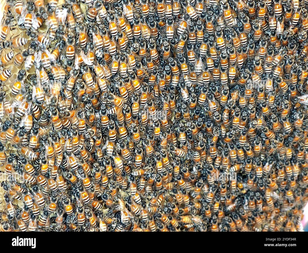small wild honey bees nest colony, Bees are winged insects closely ...