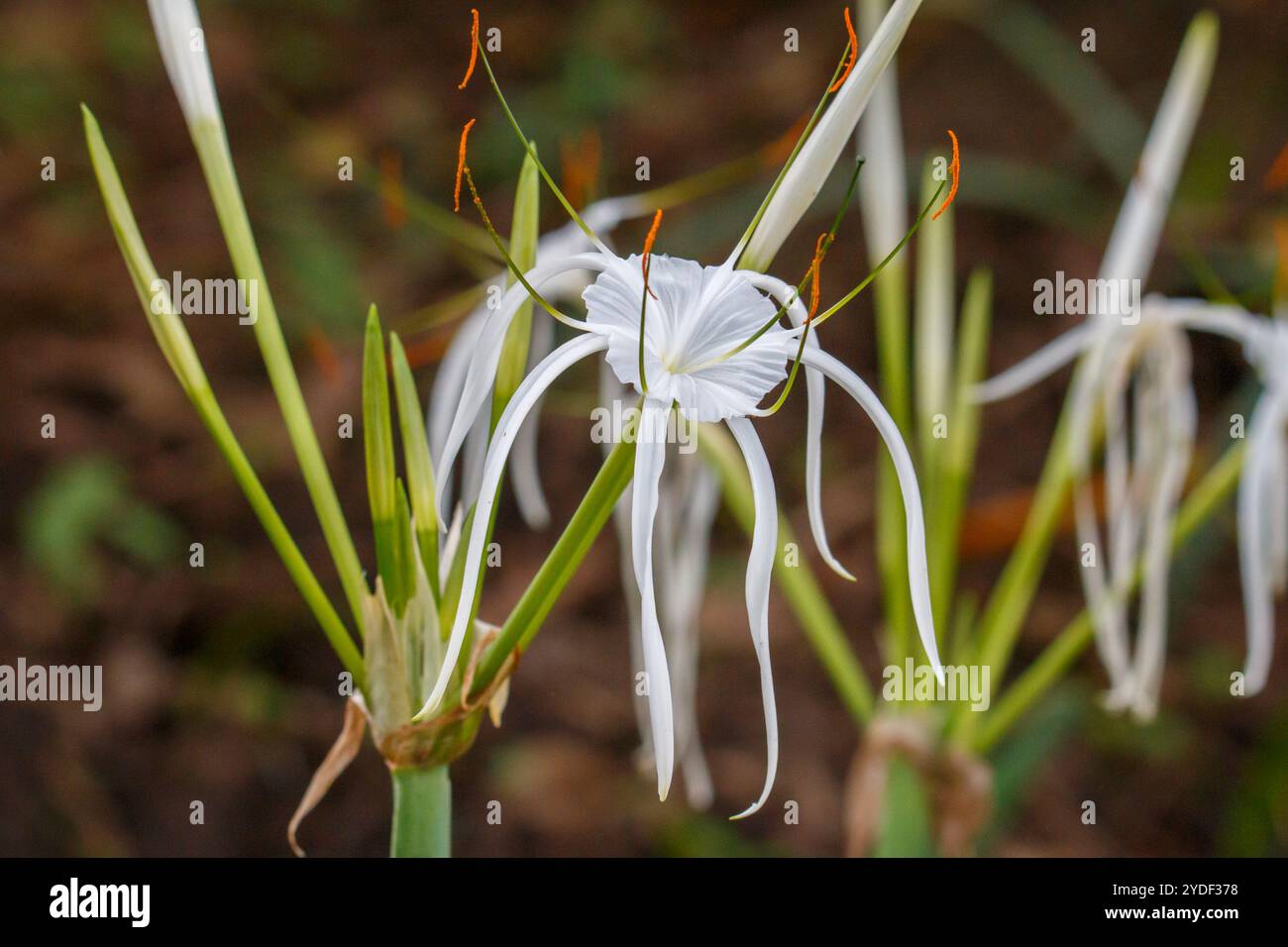 spider lilies (Hymenocallis Stock Photo - Alamy