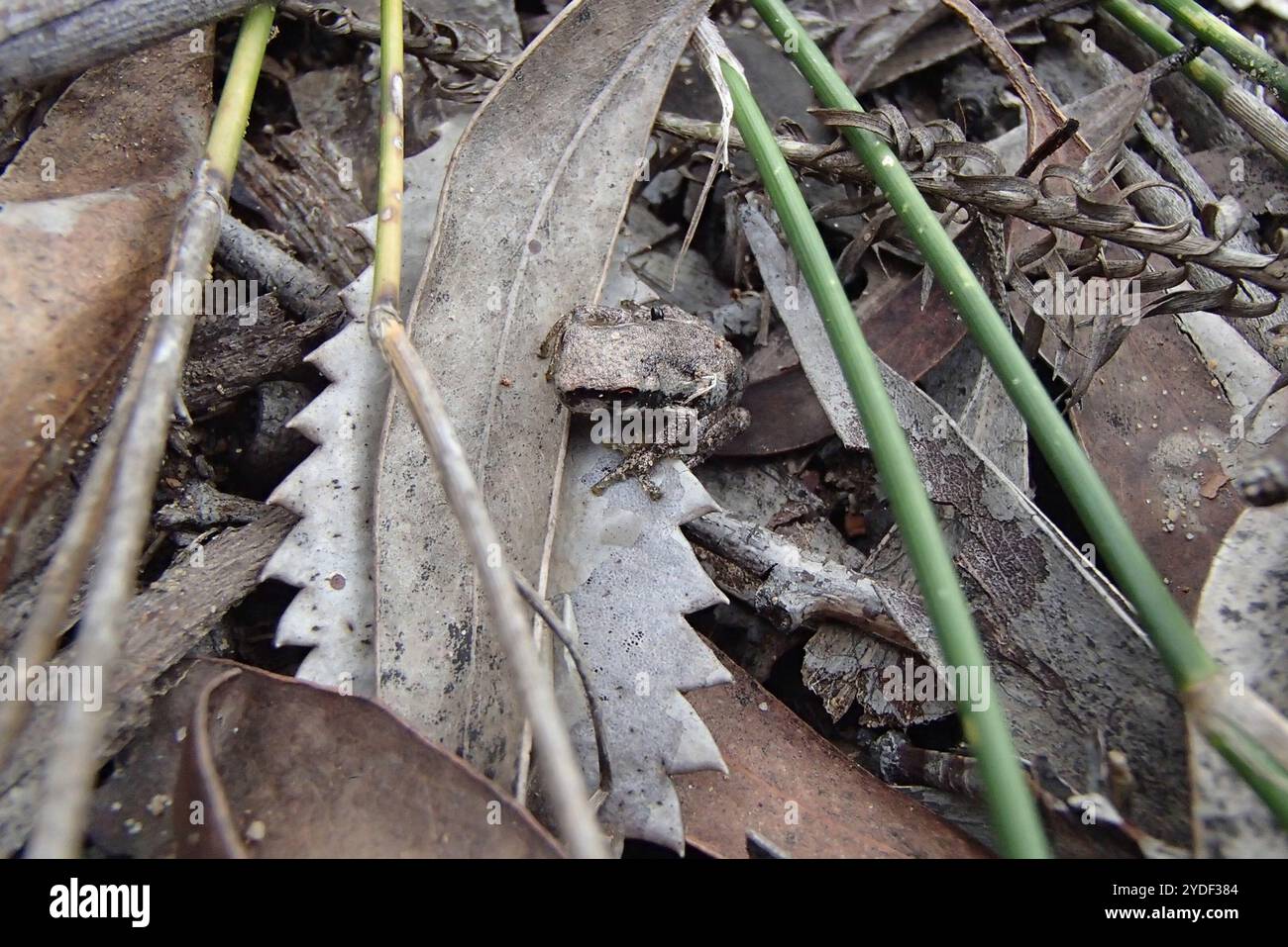 screaming tree frog (Litoria quiritatus Stock Photo - Alamy