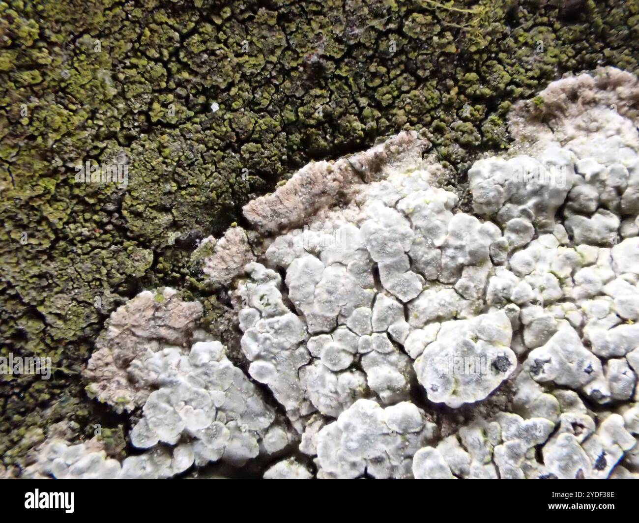 Chiseled Sunken Disk Lichen (Circinaria contorta Stock Photo - Alamy