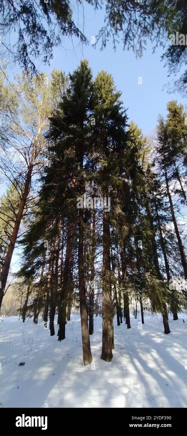 Siberian spruce (Picea obovata Stock Photo - Alamy