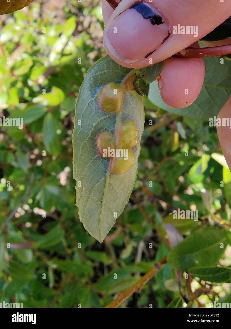 Willow Apple Gall Sawfly (Euura californica Stock Photo - Alamy