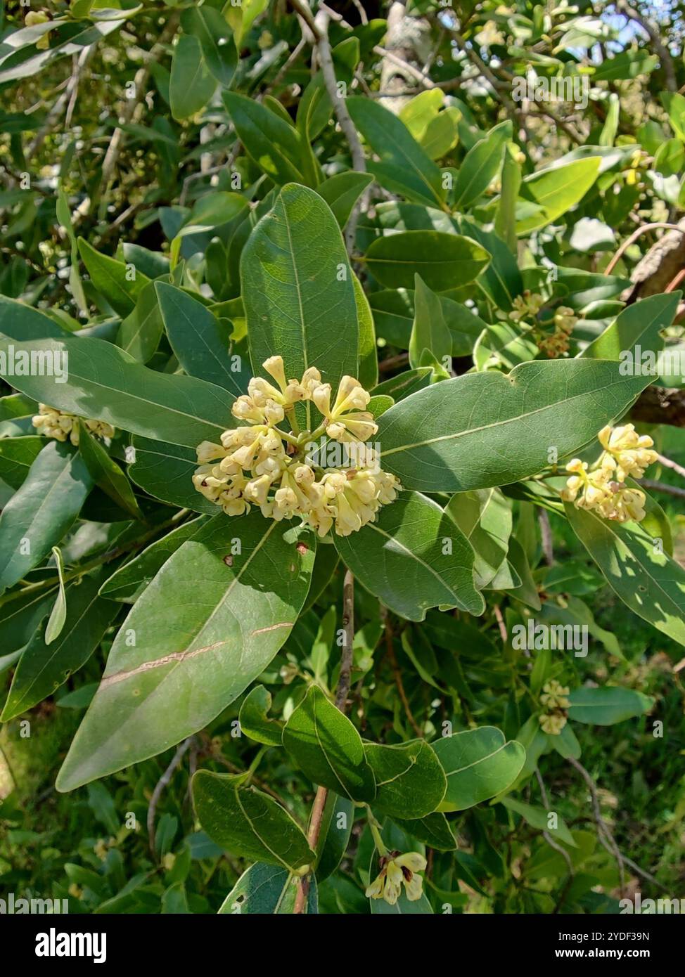 California bay (Umbellularia californica Stock Photo - Alamy