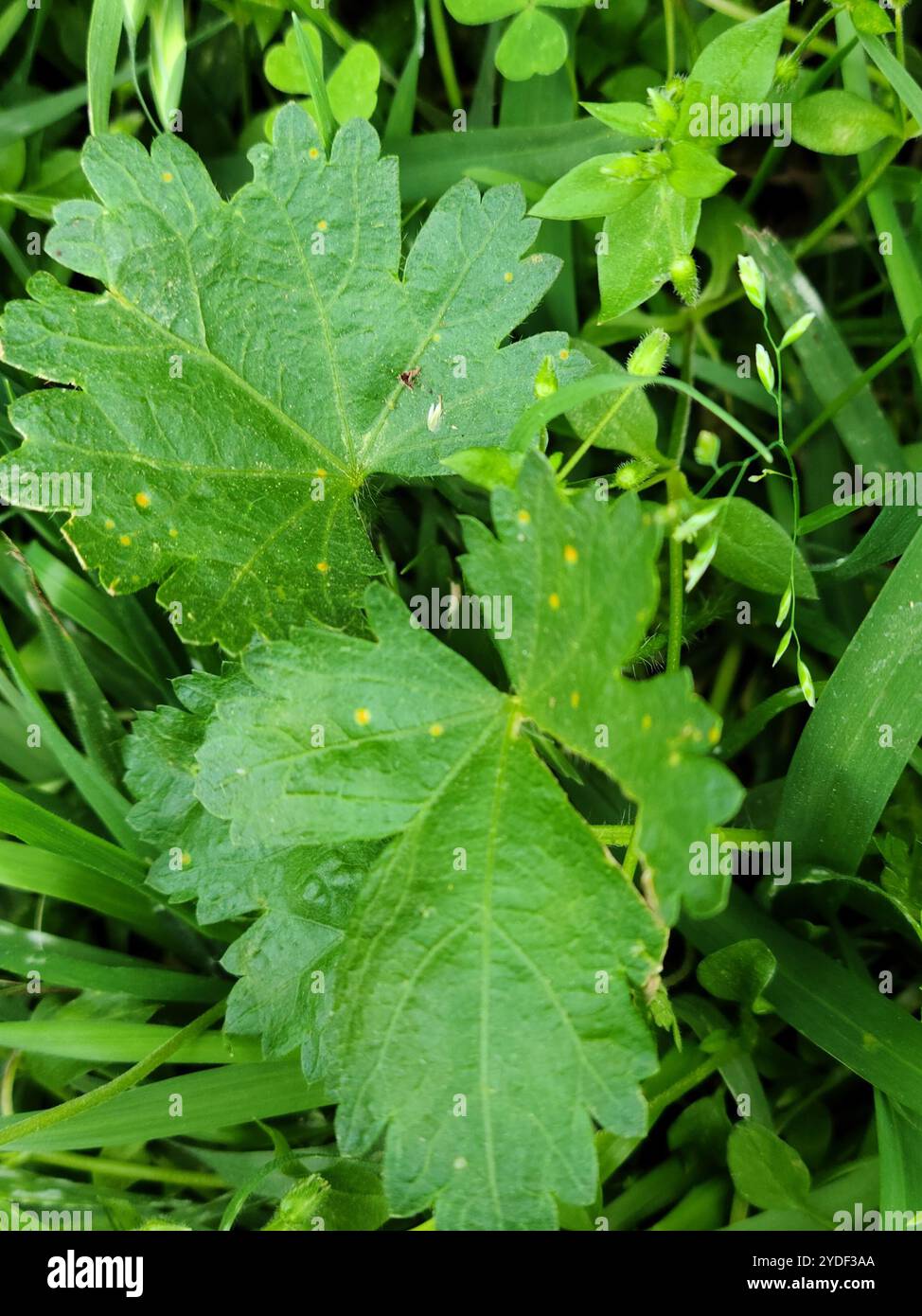 Carolina Bristlemallow (Modiola caroliniana Stock Photo - Alamy