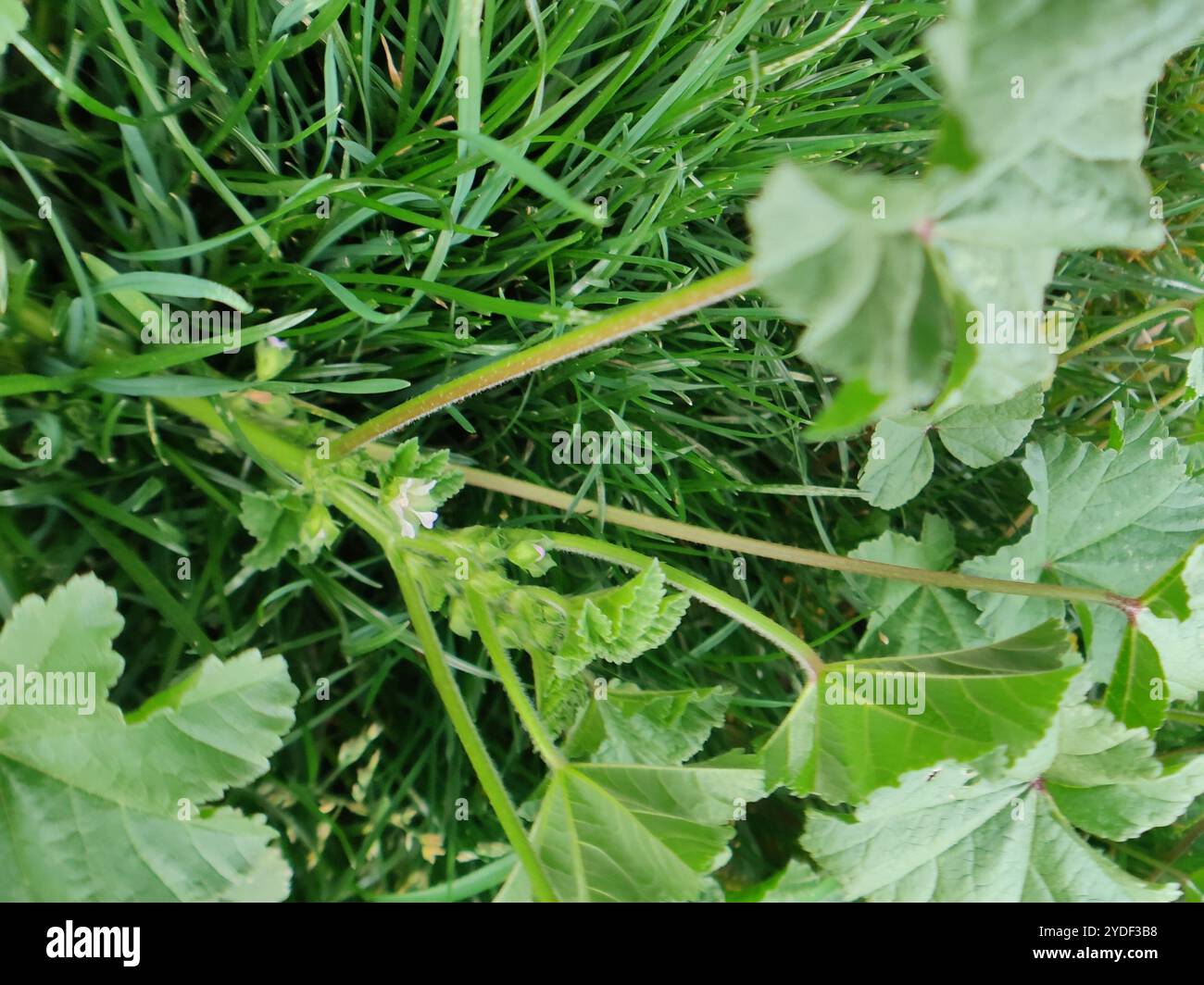cheeseweed mallow (Malva parviflora Stock Photo - Alamy