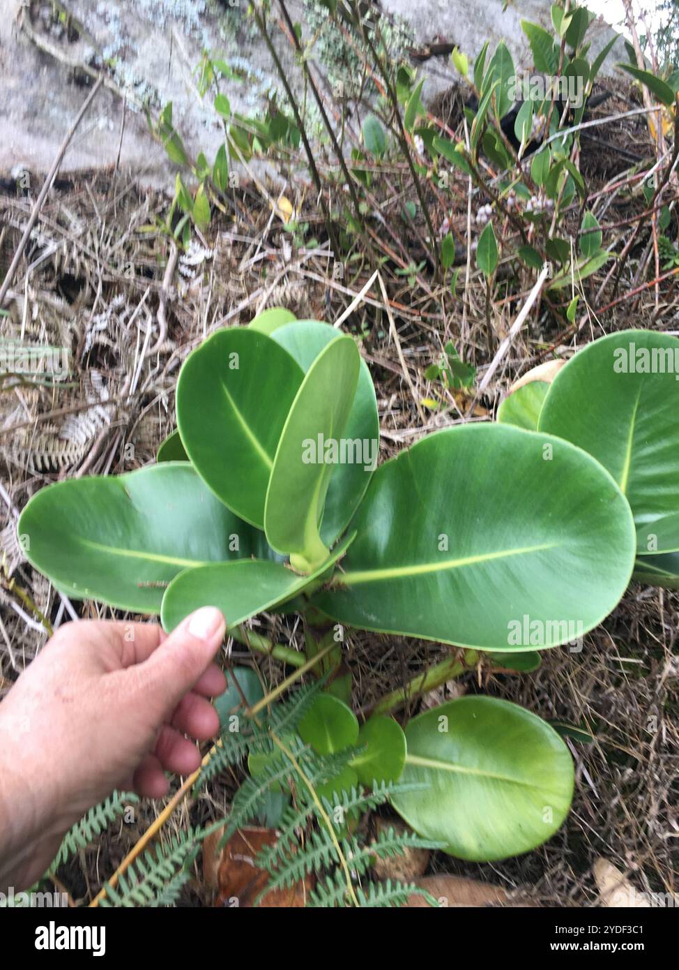 attorney trees (Clusia Stock Photo - Alamy