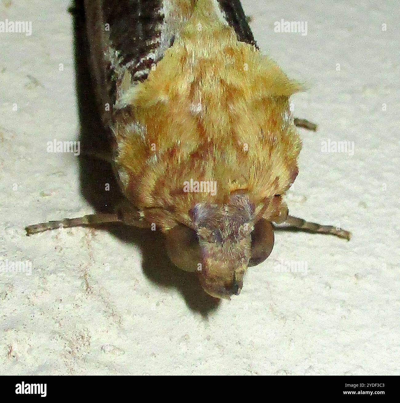 Dot-underwing Moth (Eudocima materna Stock Photo - Alamy