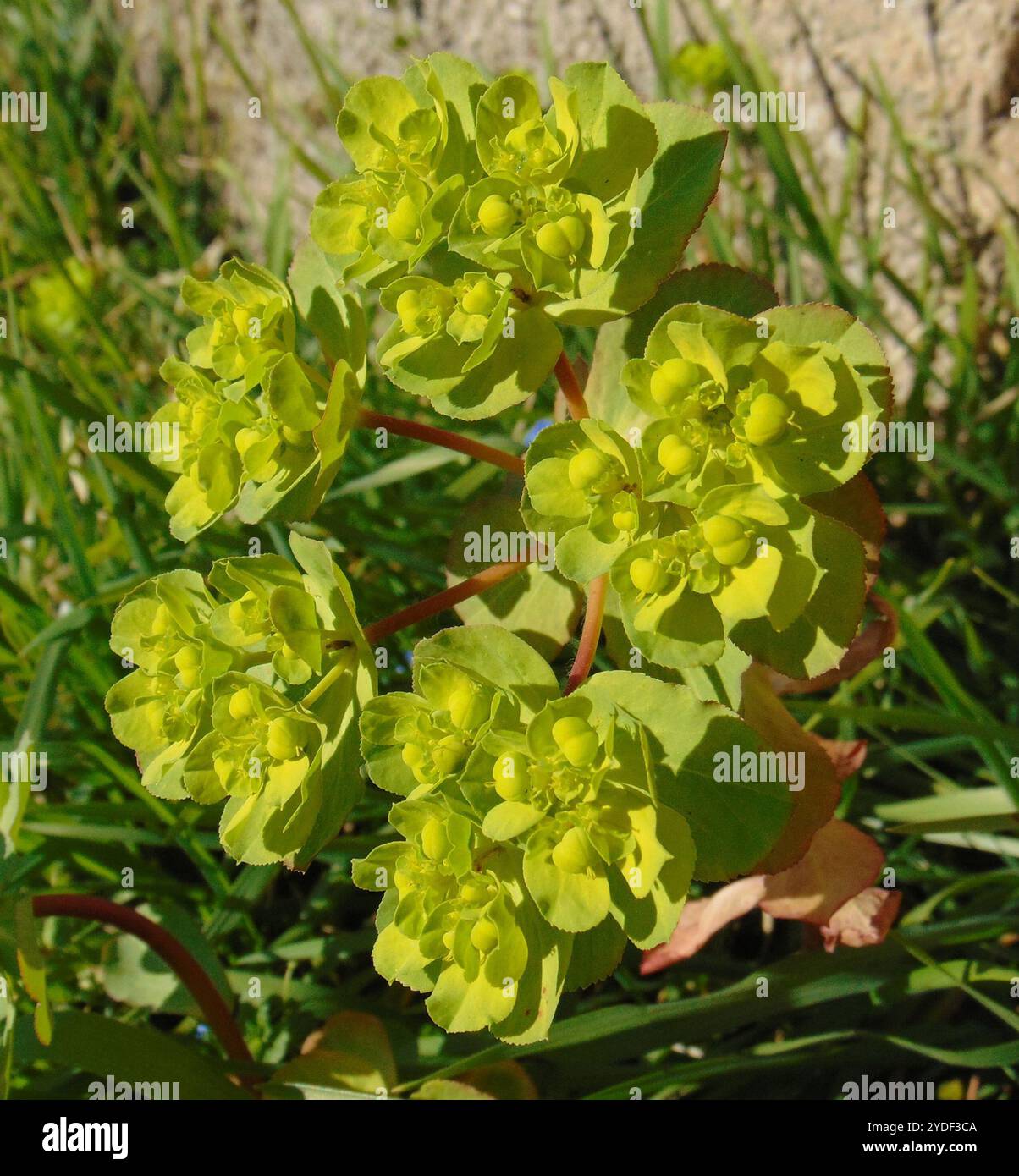 Sun spurge (Euphorbia helioscopia Stock Photo - Alamy