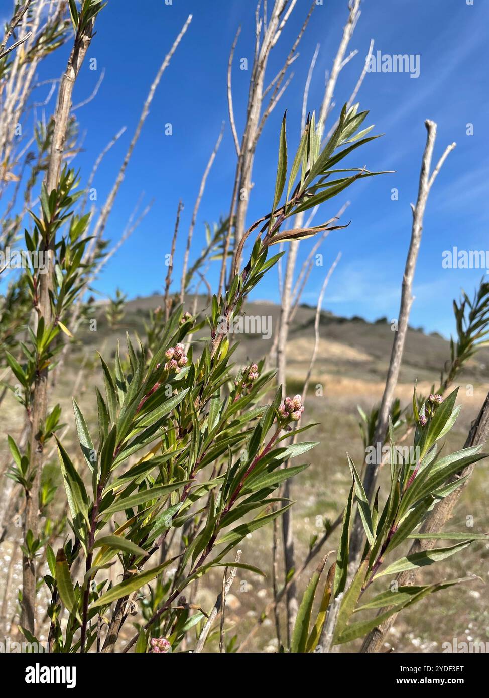 mule fat (Baccharis salicifolia Stock Photo - Alamy