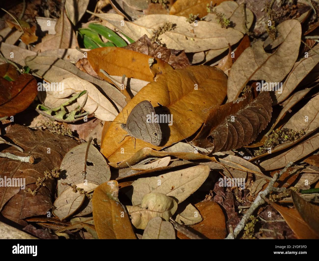 Carolina Satyr (Hermeuptychia sosybius Stock Photo - Alamy