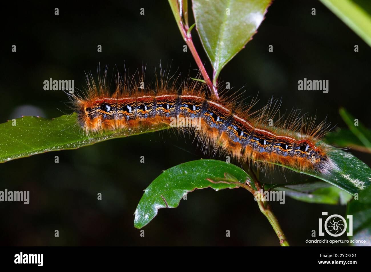 Eastern Tent Caterpillar Moth (Malacosoma americana Stock Photo - Alamy
