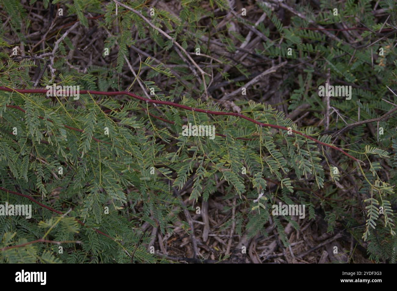 mesquite (Neltuma juliflora Stock Photo - Alamy