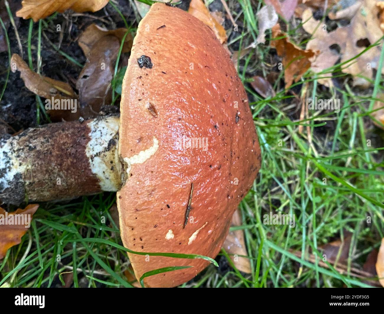 Larch Bolete (Suillus grevillei Stock Photo - Alamy