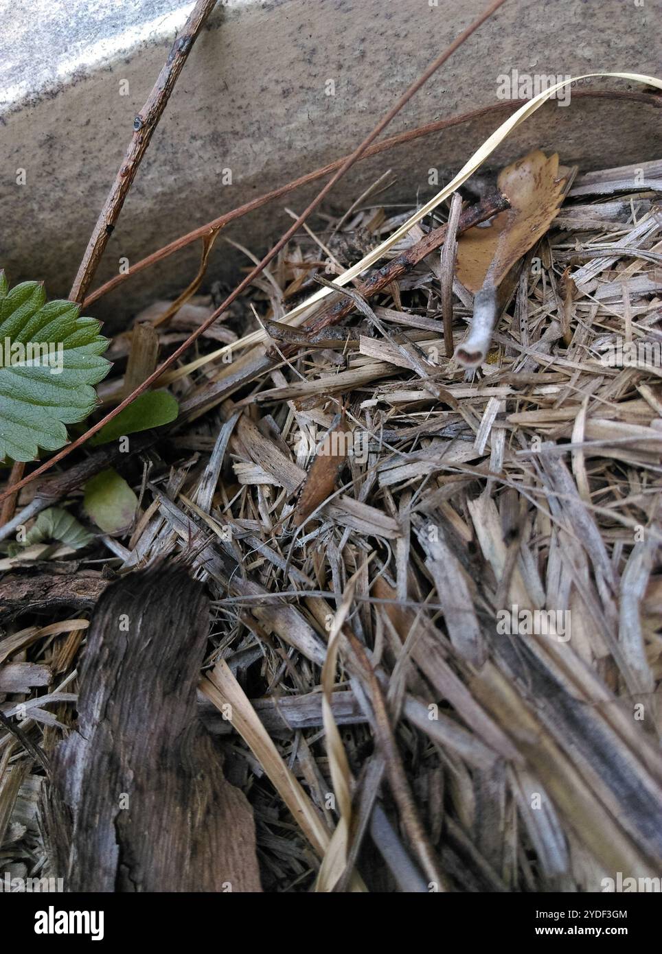 Gumleaf hi-res stock photography and images - Alamy