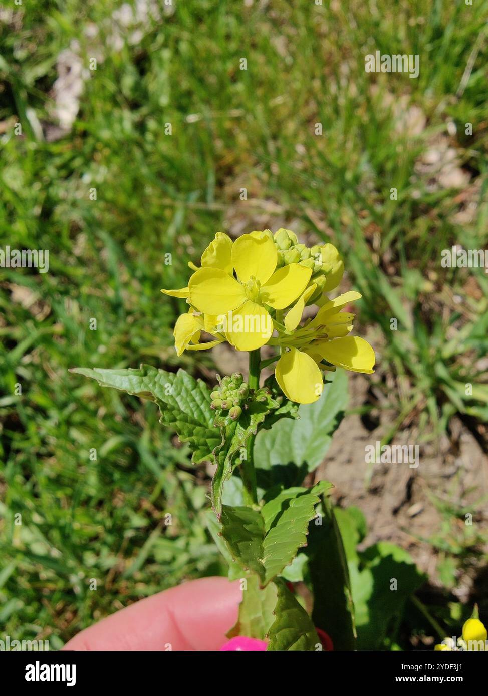 charlock (Mutarda arvensis Stock Photo - Alamy