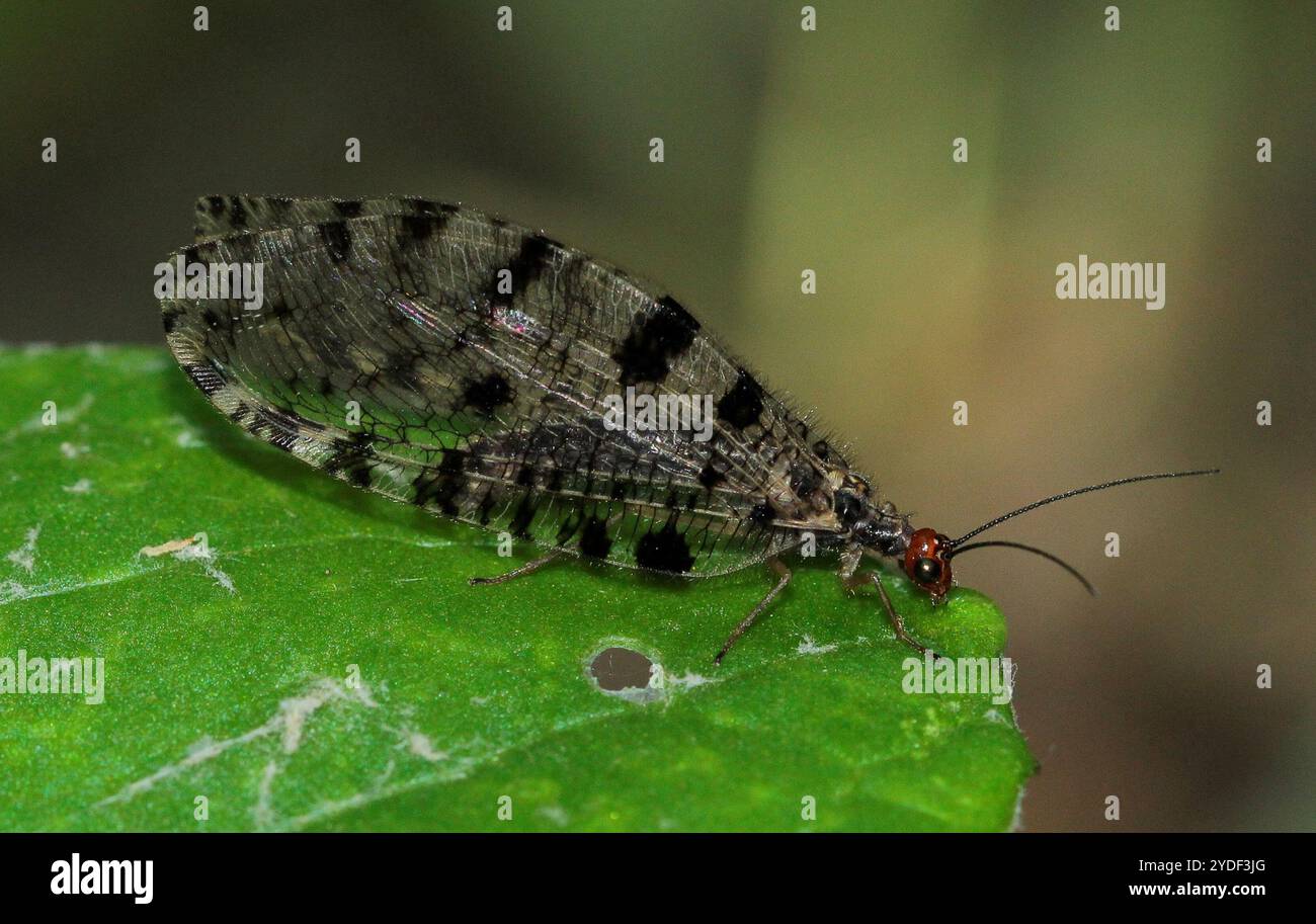 Giant Stream Lacewing (Osmylus fulvicephalus Stock Photo - Alamy
