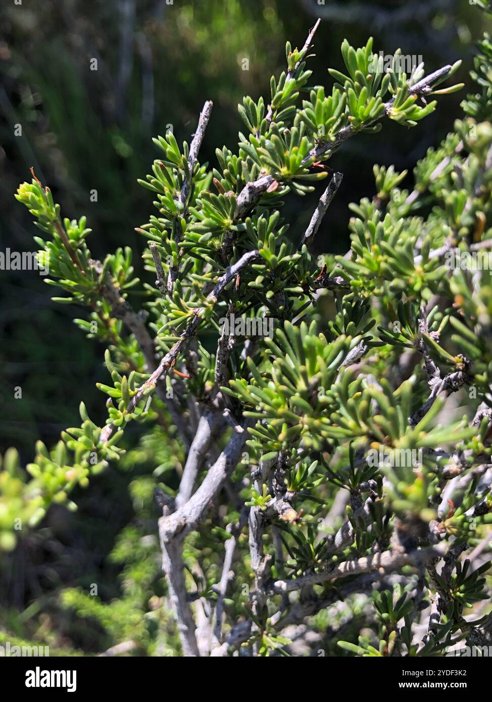 Adenostoma fasciculatum hi-res stock photography and images - Alamy