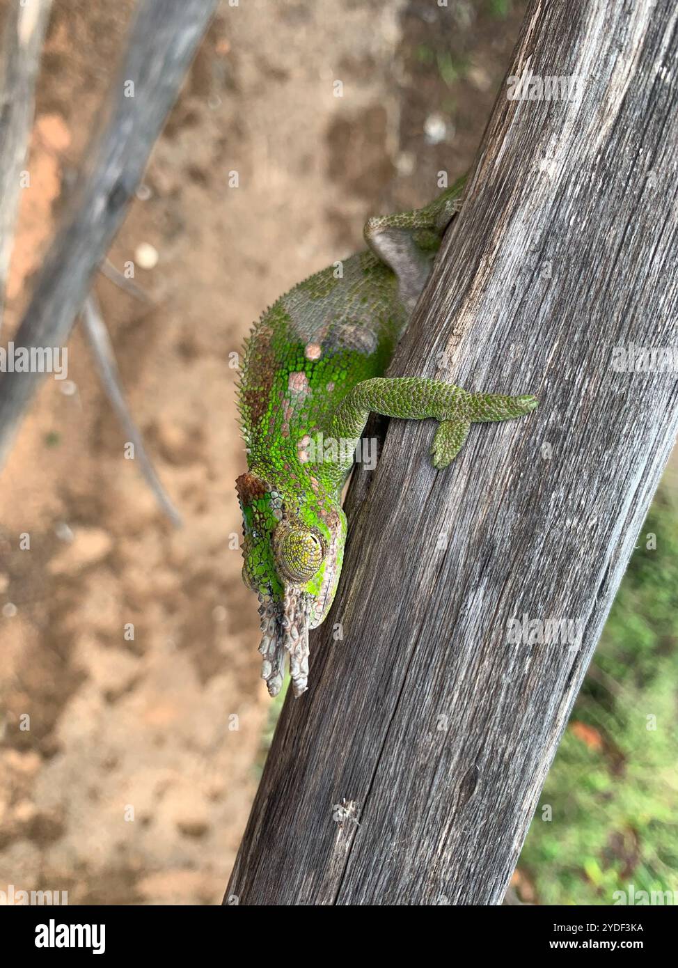 West Usambara two-horned chamaeleon (Kinyongia multituberculata Stock ...