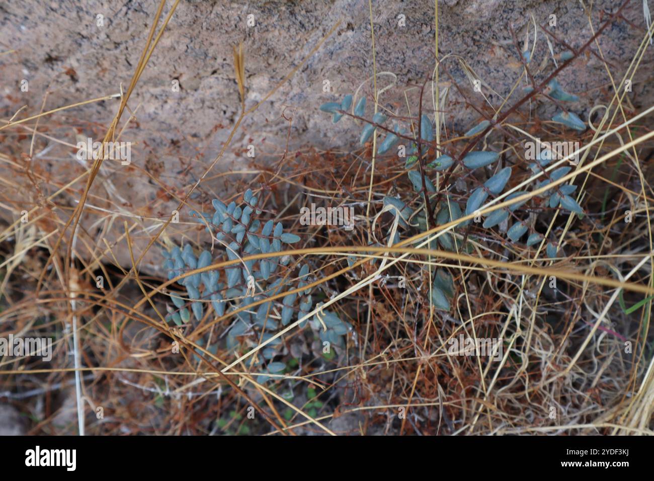 spiny cliff-brake (Pellaea truncata Stock Photo - Alamy