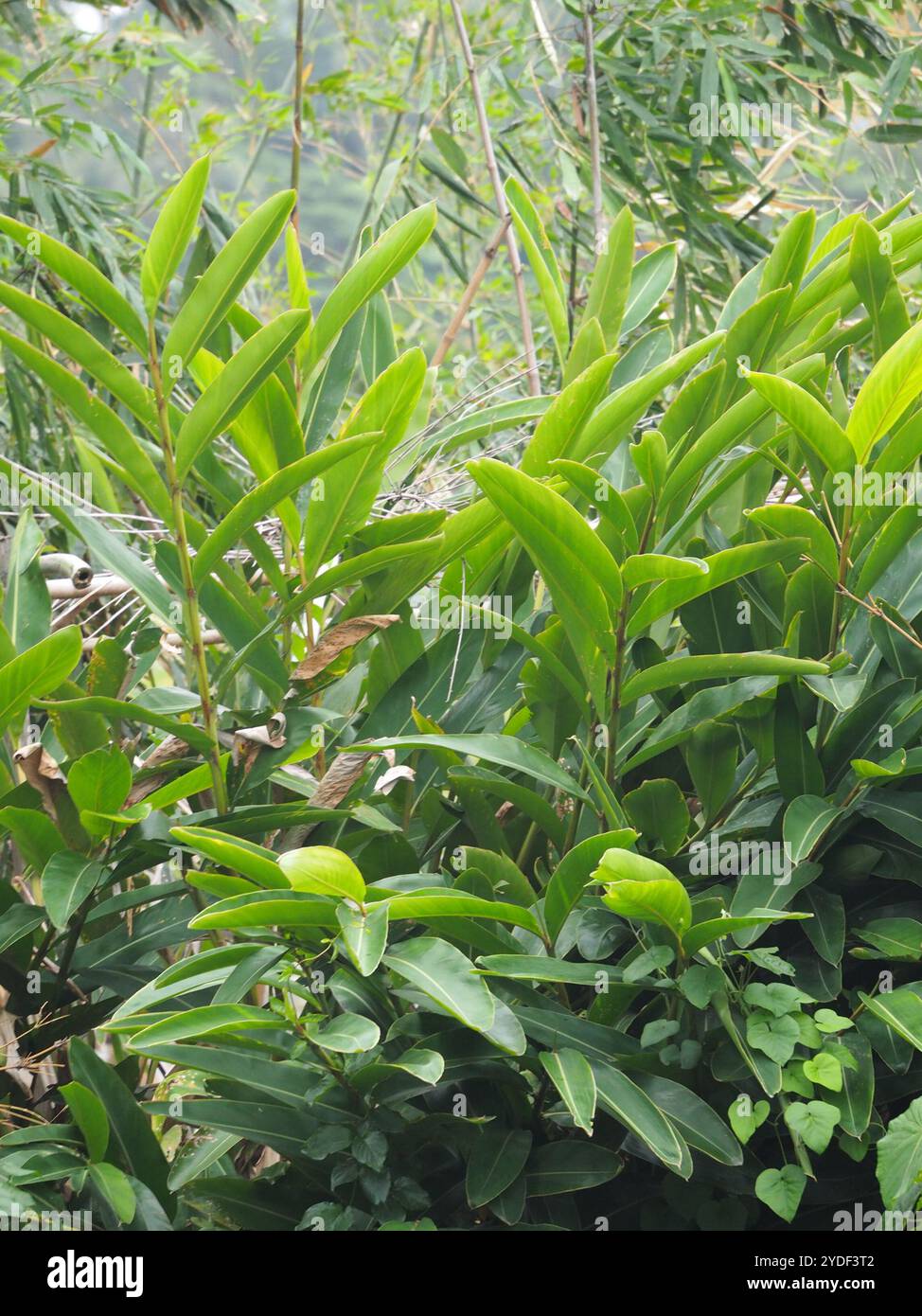 Shell ginger (Alpinia zerumbet Stock Photo - Alamy