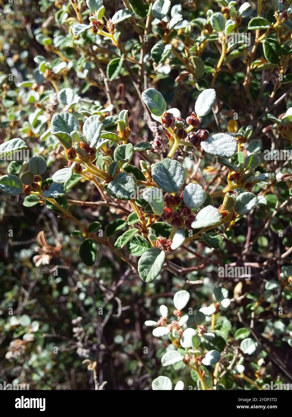 Australian dusty miller (Spyridium parvifolium Stock Photo - Alamy