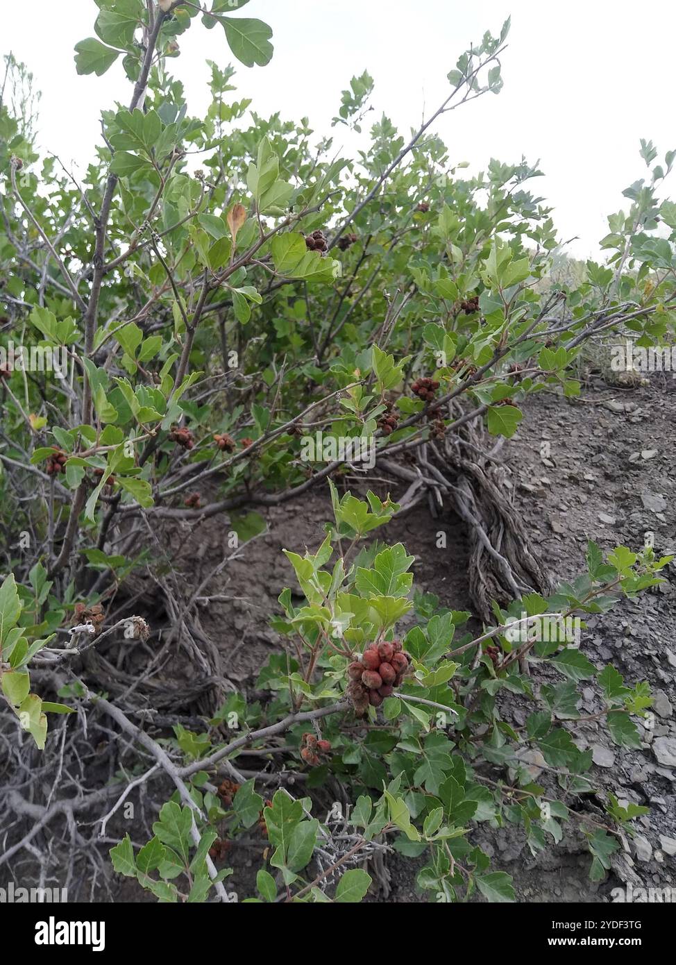 fragrant sumac (Rhus aromatica Stock Photo - Alamy
