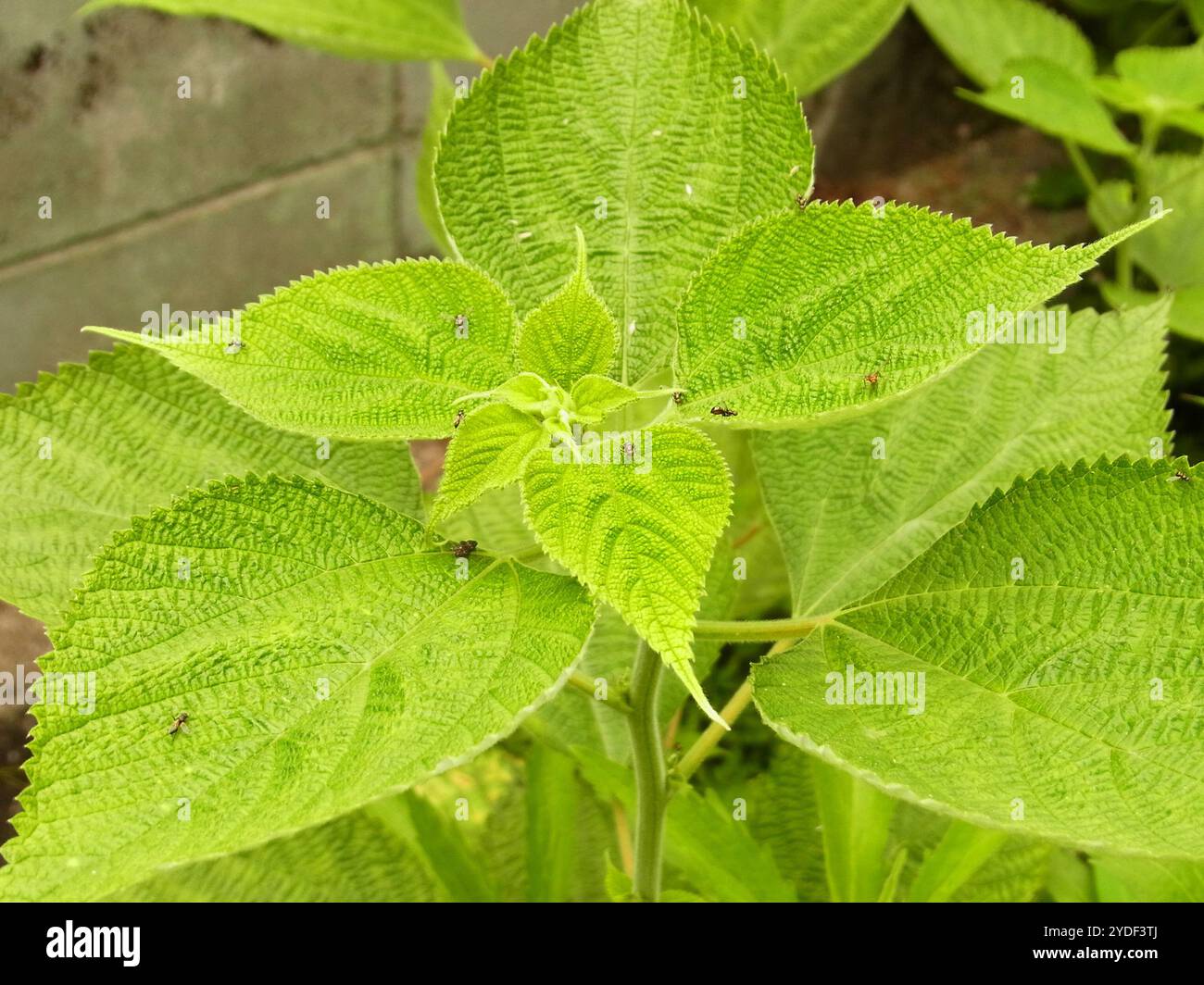 Black Scavenger Flies (Sepsidae Stock Photo - Alamy