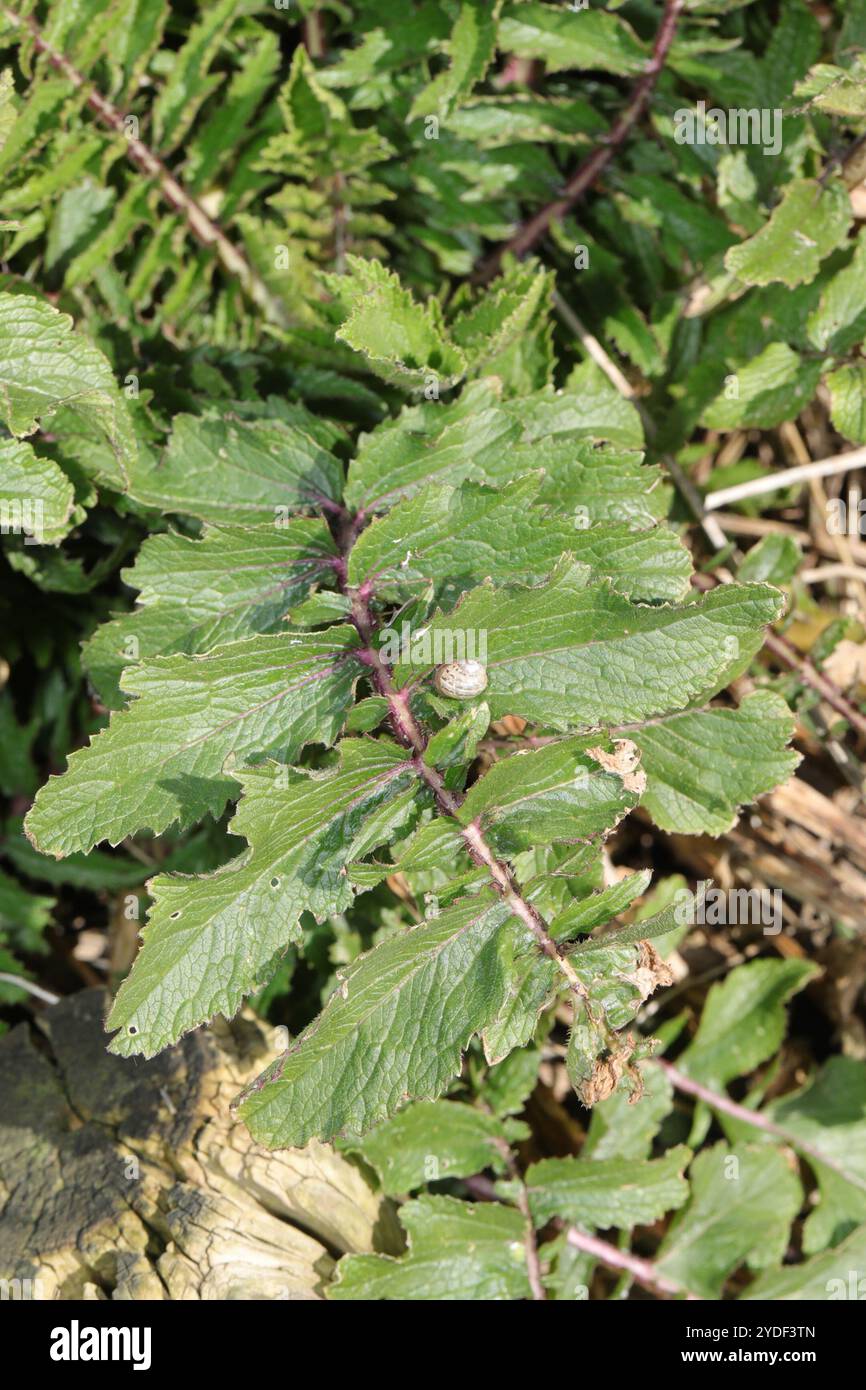 Mediterranean Radish (Raphanus raphanistrum landra Stock Photo - Alamy