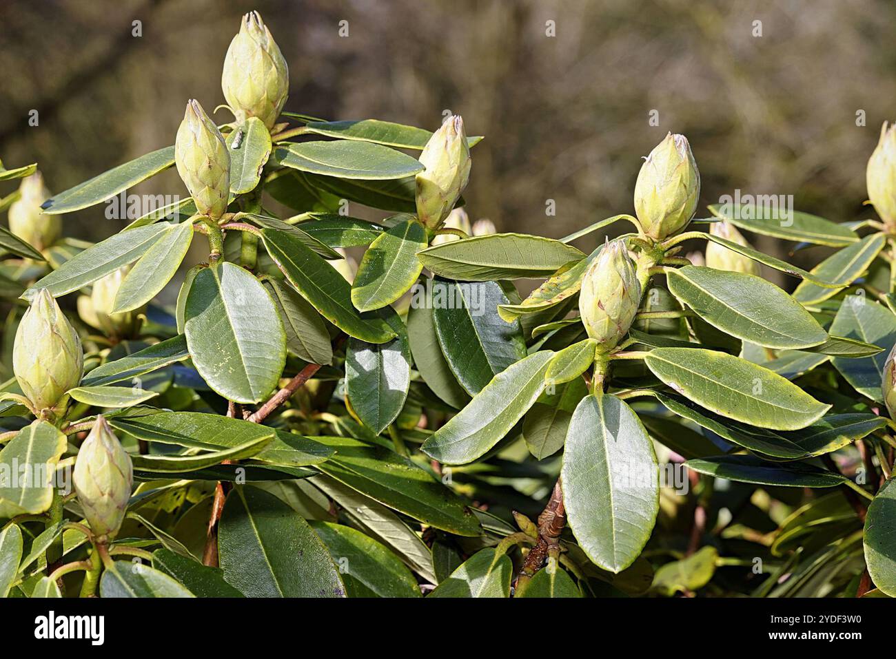 Common Rhododendron (Rhododendron ponticum Stock Photo - Alamy