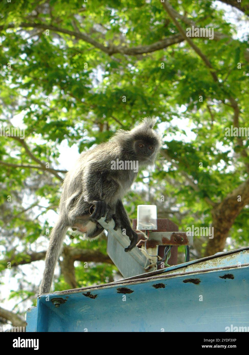 Selangor Silvered Langur (Trachypithecus selangorensis Stock Photo - Alamy