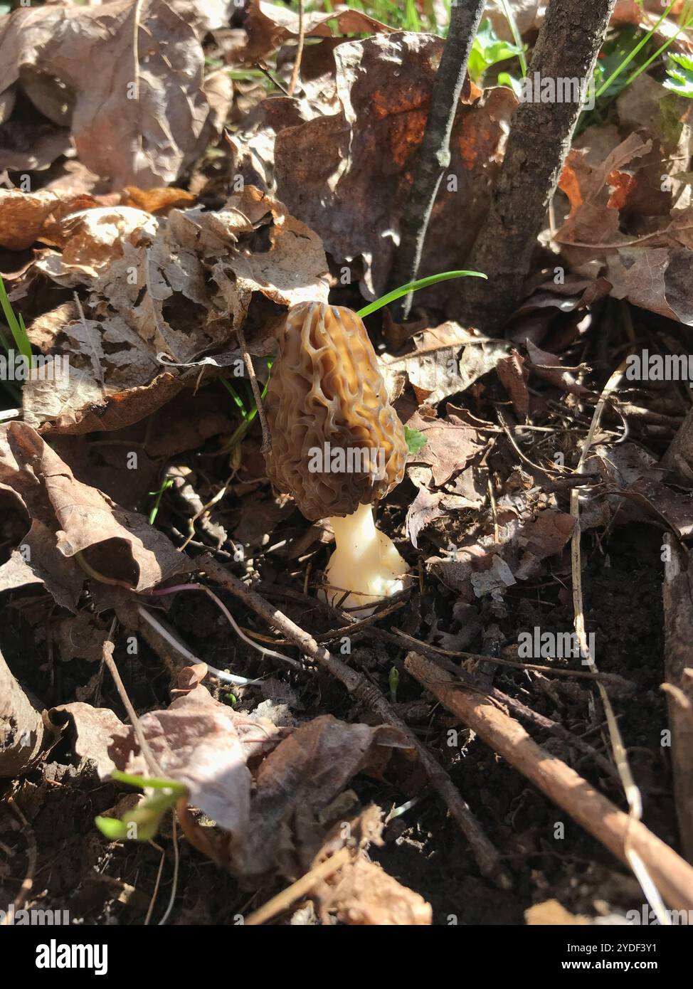 true morels (Morchella Stock Photo - Alamy