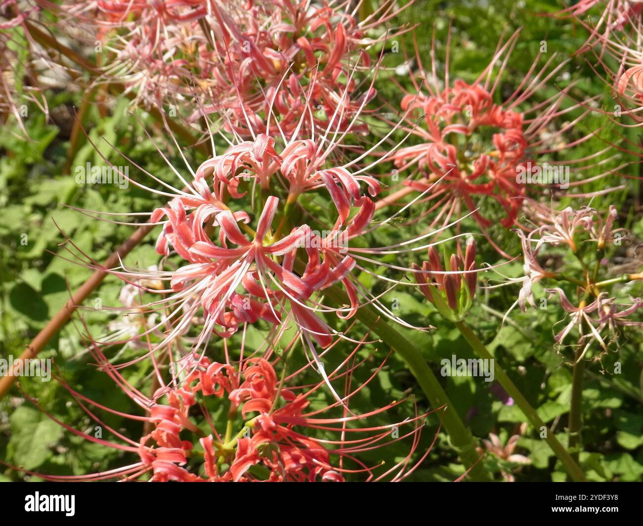 red spider lily (Lycoris radiata Stock Photo - Alamy