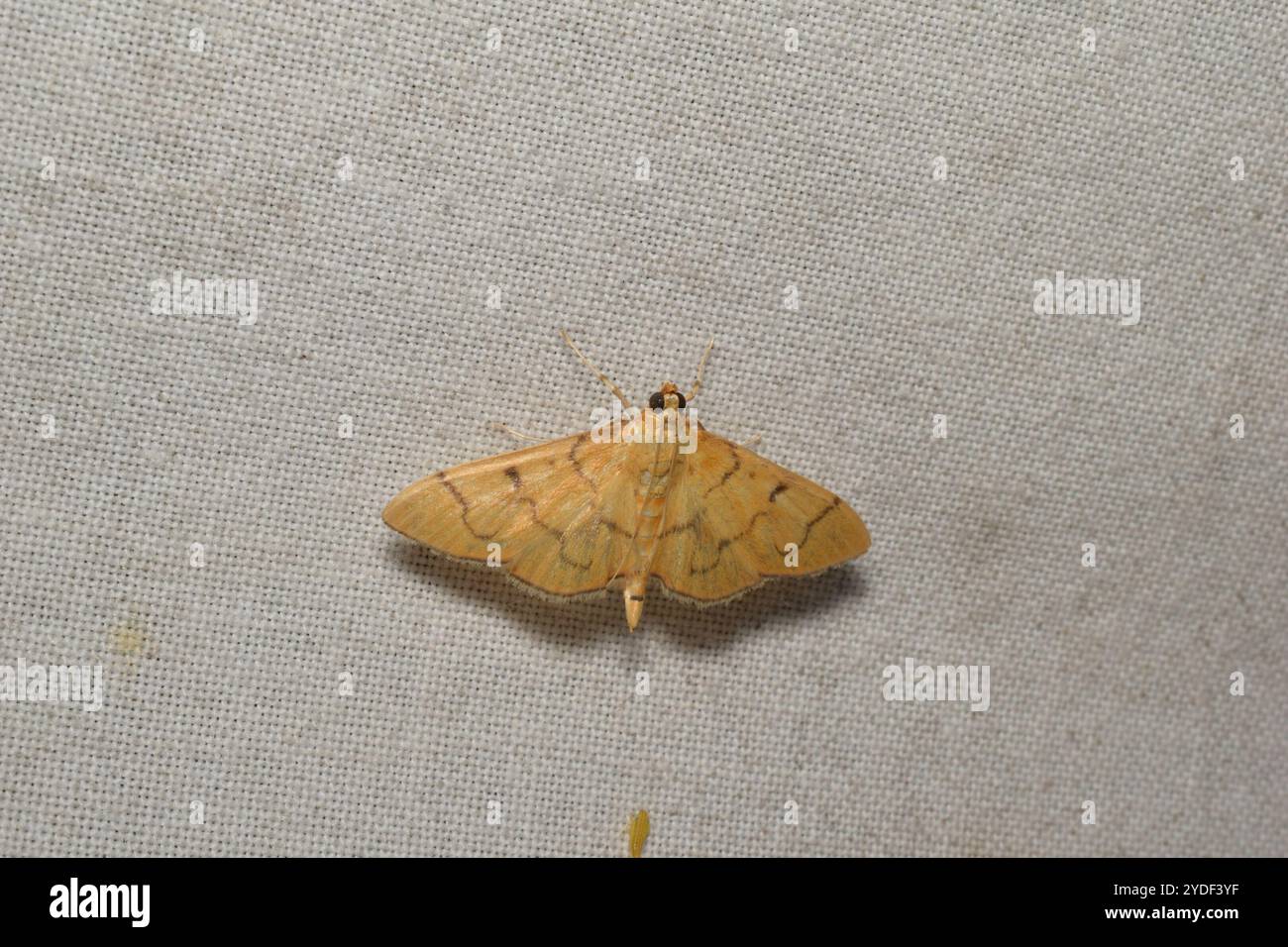 Patania hi-res stock photography and images - Alamy