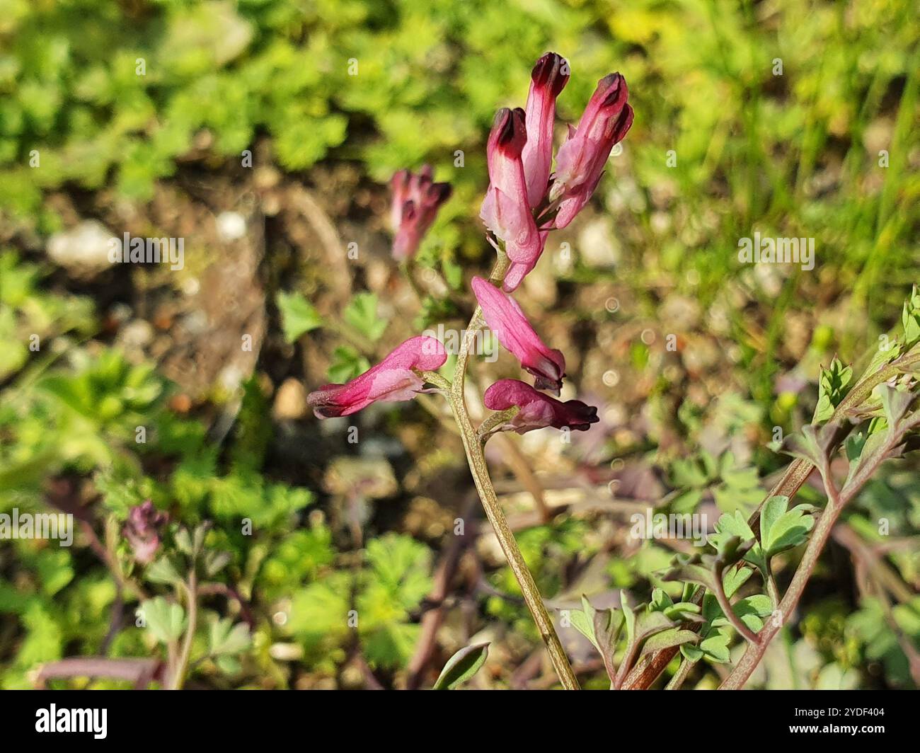 Common ramping fumitory hi-res stock photography and images - Alamy