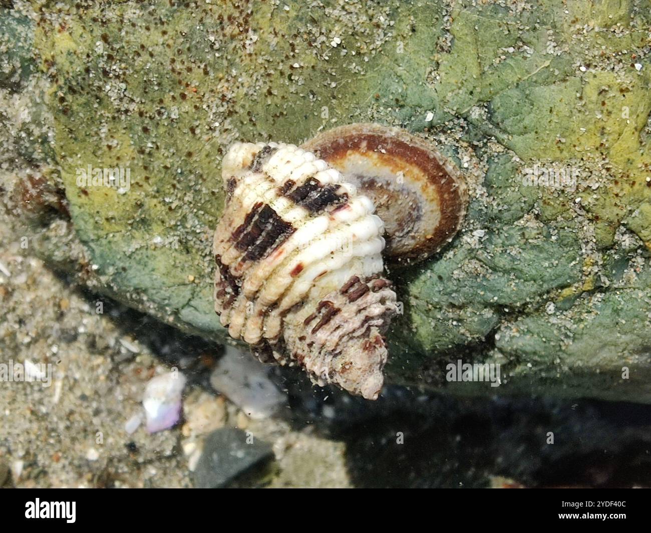 Angular Unicorn (Acanthinucella spirata Stock Photo - Alamy