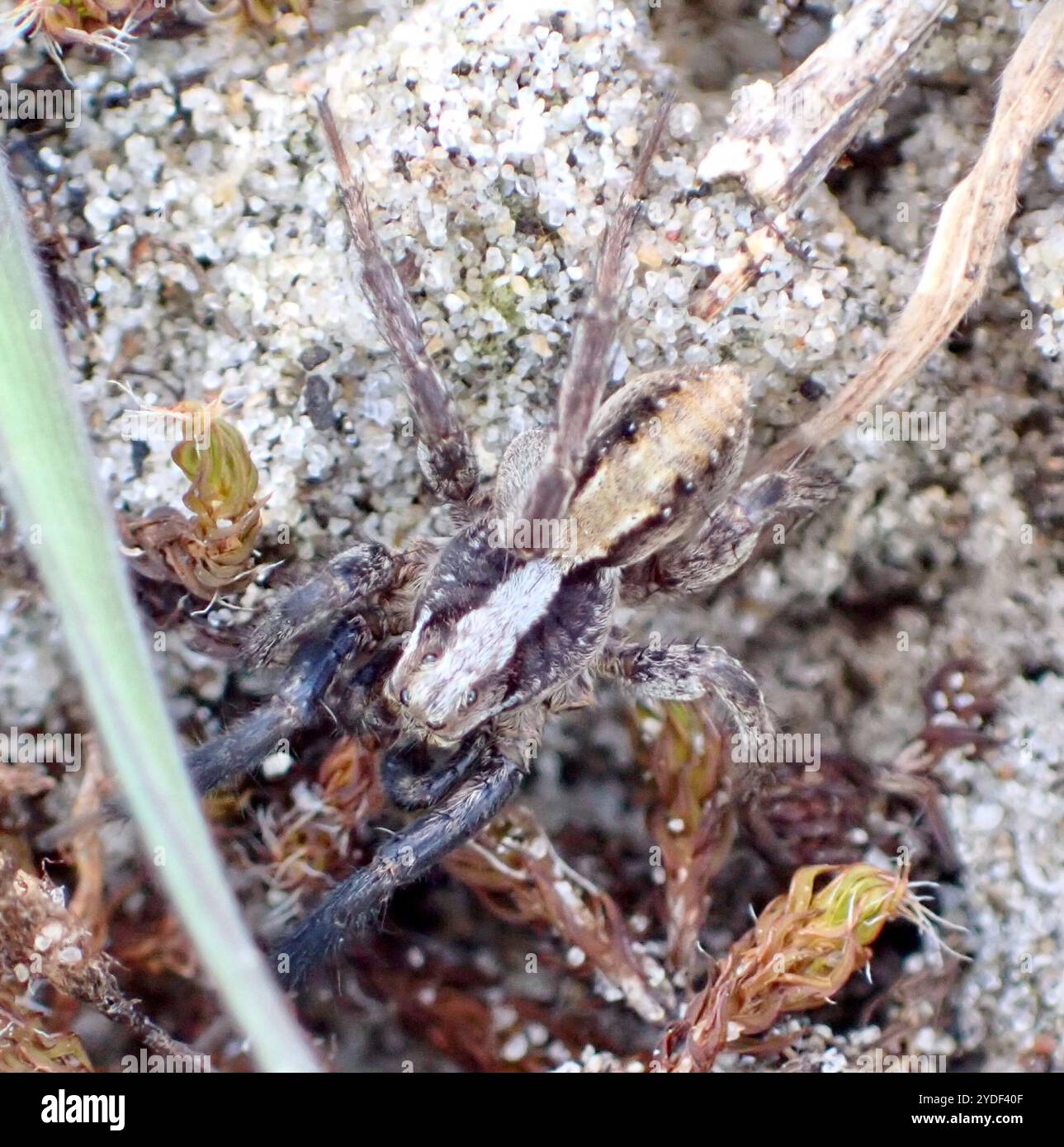Fox Spiders (Alopecosa Stock Photo - Alamy